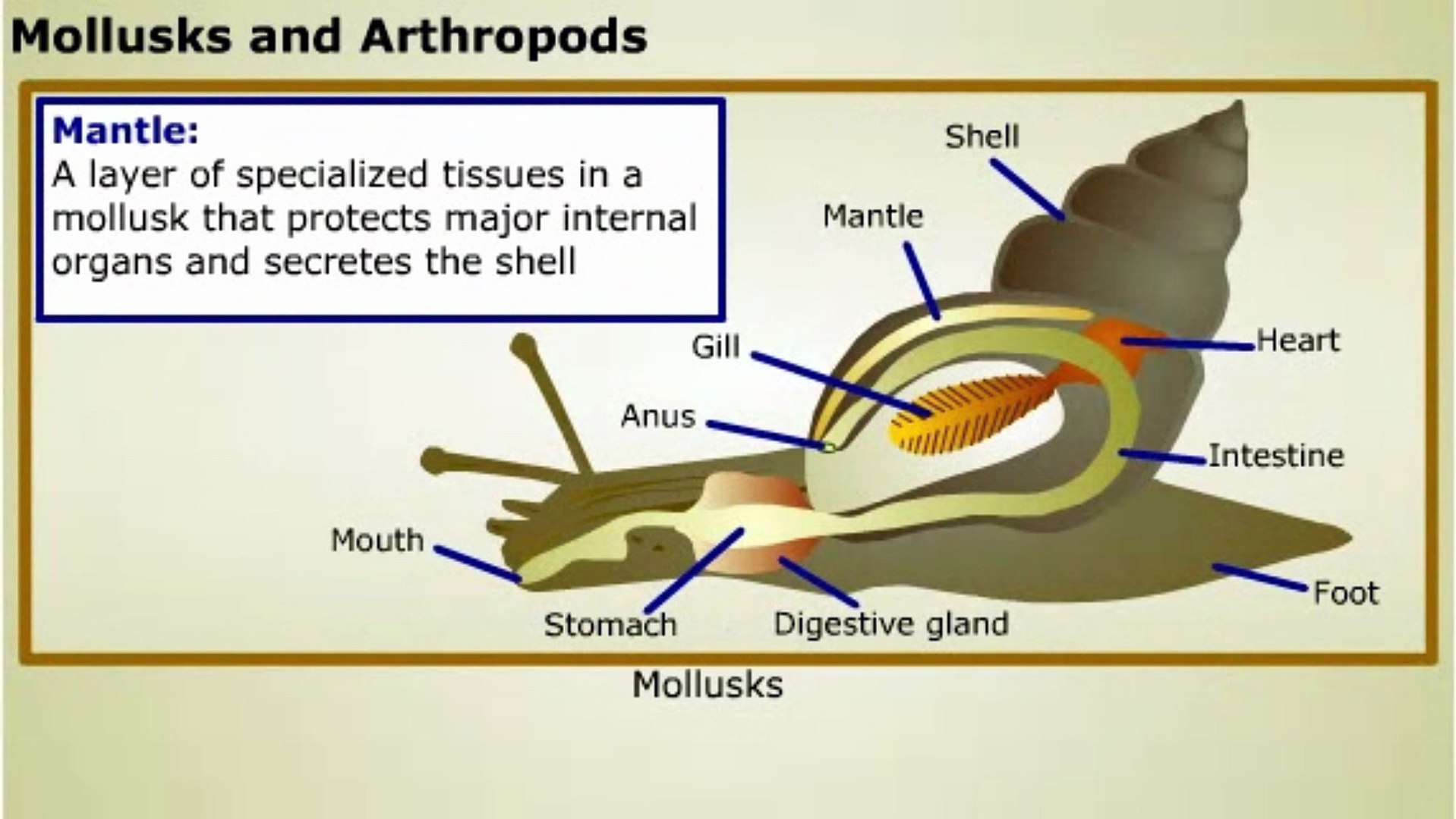How To Describe The Functions Of The Mantle In Mollusks Reading: