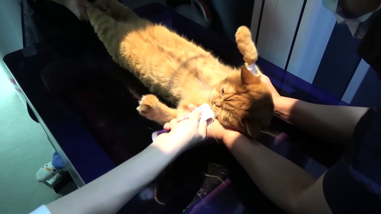 TT Got Really Angry at the Vet! | Kittisaurus - video Dailymotion