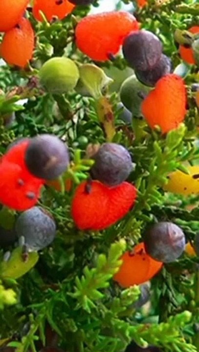 The famous Frankenstein tree that produces 40 differents fruits - Vídeo ...