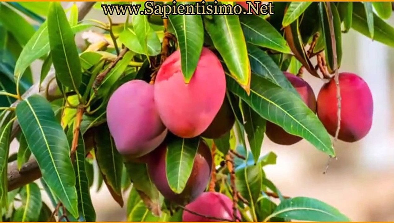 12 Alimentos Más Ricos en Enzima Diamino Oxidasa - Vídeo Dailymotion