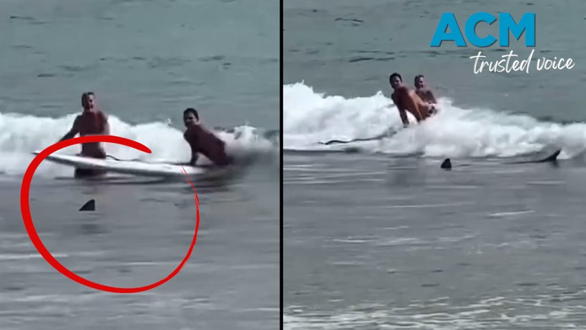 Shark shock: Man 'nearly walks into shark' at iconic Aussie beach | The Canberra Times ...