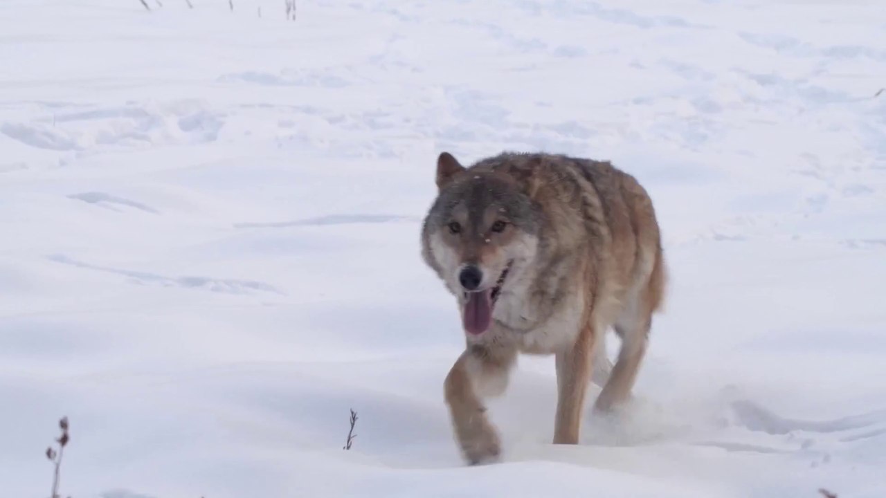 Populacja wilków w Lubuskiem rośnie z roku na rok - video Dailymotion Populacja wilków w Lubuskiem rośnie z roku na rok - video Dailymotion