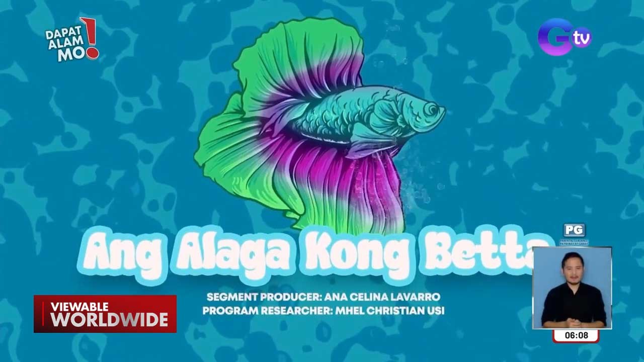 Betta fish, paano ginawang negosyo ng isang 20-anyos na lalaki? | Dapat Alam Mo! - video Dailymotion