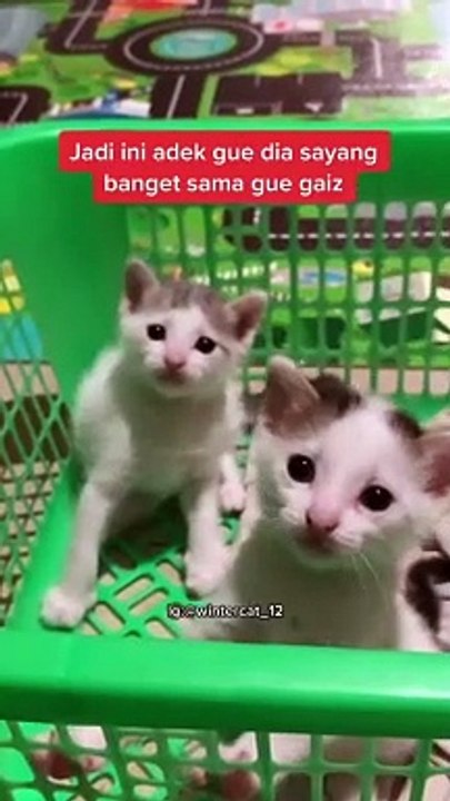 PONI KUCING - Video Dailymotion