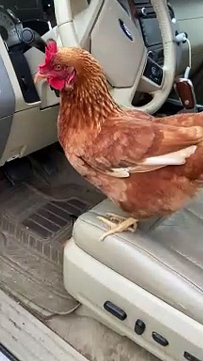 Chicken Shut in Car Leaves Behind Gift - video Dailymotion