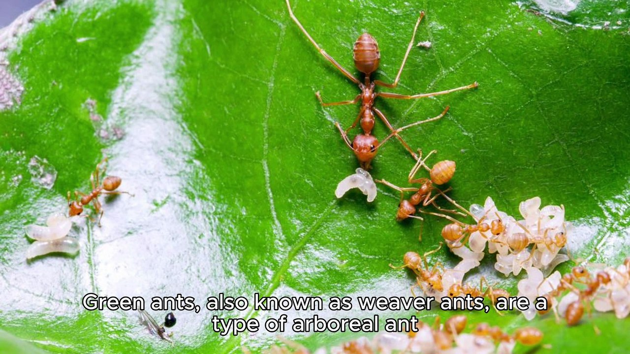GREEN ANTS - video Dailymotion
