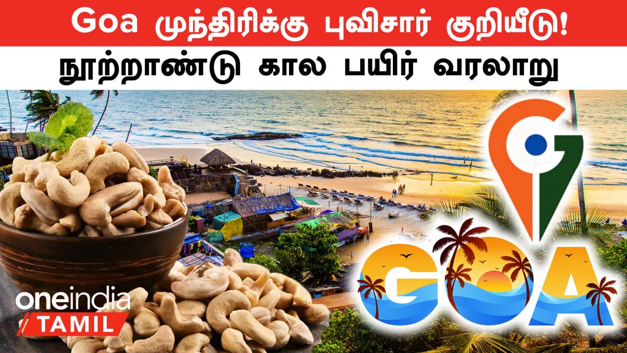 Goan Cashew-க்கு GI Tag! Portuguese கொண்டு வந்த 16th Century Crop ...
