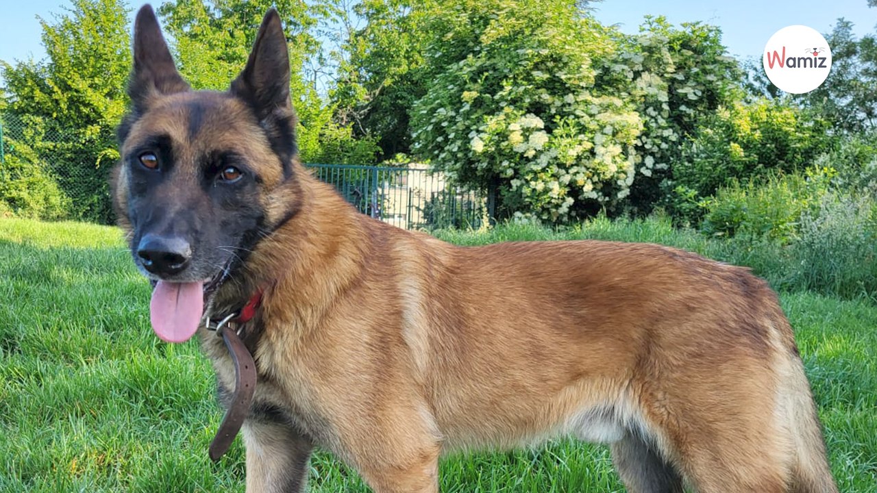 Ce chien Malinois est en refuge depuis 2 ans : son tort ? Après toute ...