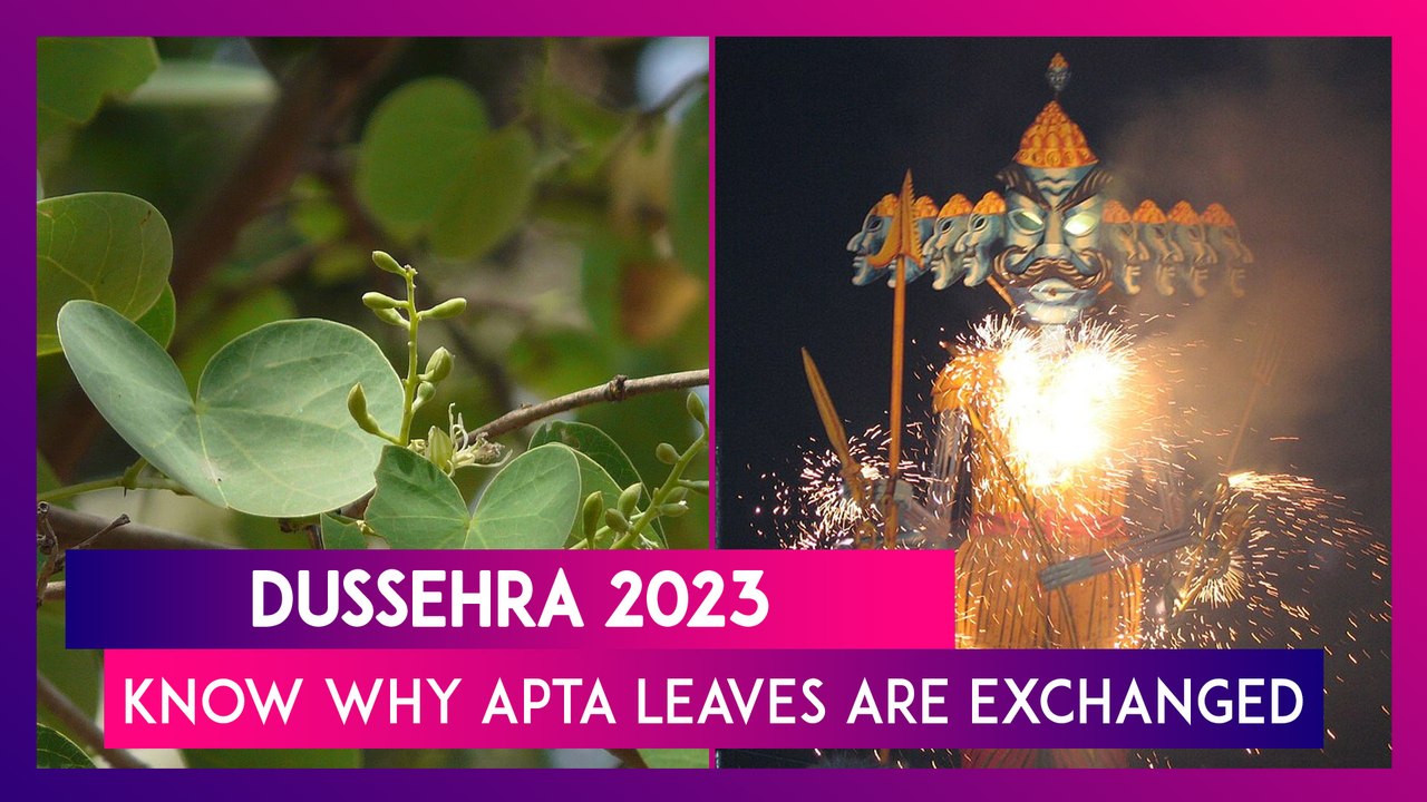 Dussehra 2023: Know Why Apta Leaves Or ‘Sona’ Are Exchanged On ...