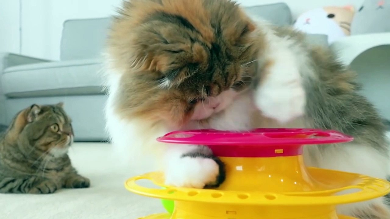 How Hard Can Cats Punch? | Kittisaurus - video Dailymotion
