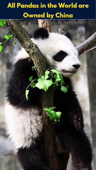 All Pandas in the World are Owned by China - video Dailymotion