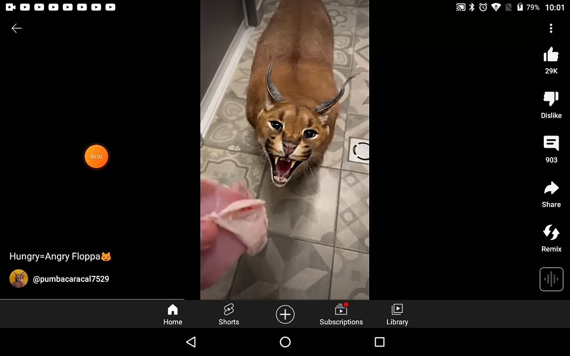 Hissing floppa - video Dailymotion