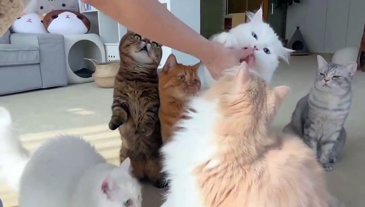 The New Cat | Kittisaurus - video Dailymotion