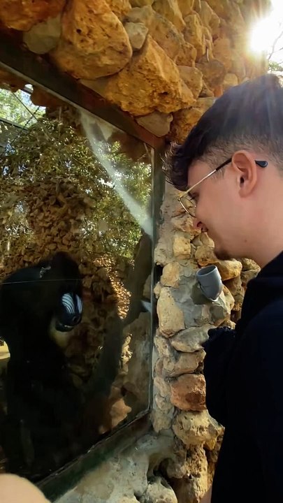 Smart Baboon Knows How To Instruct The Guests - video Dailymotion