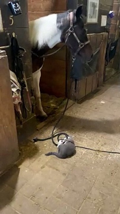 A Friendship Between Barn Animals - video Dailymotion