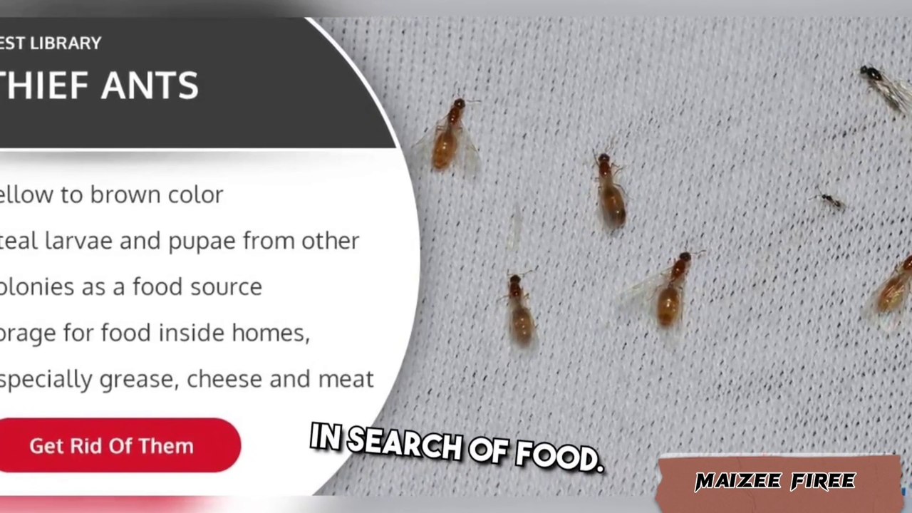 The Extra Ordinary Thief Ant - video Dailymotion