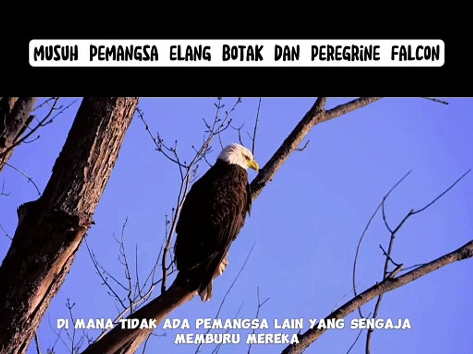 Musuh Di Antara Elang Botak Dan Peregrine Falcon - video Dailymotion