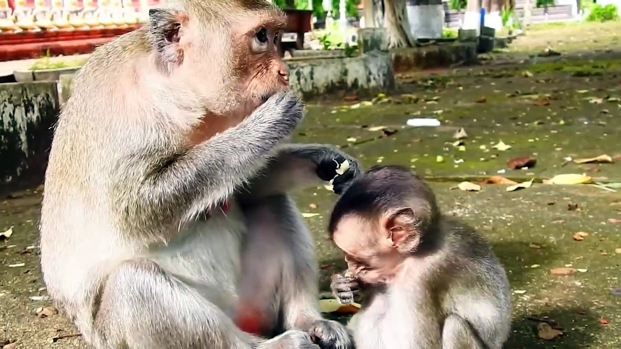 Adorable Mother Rana Sit Eating Fruit With Cutie Baby Rambo - video ...