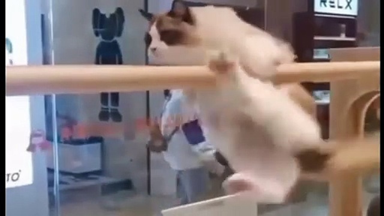 Tingkah laku kucing lucu bikin ngakak - video Dailymotion