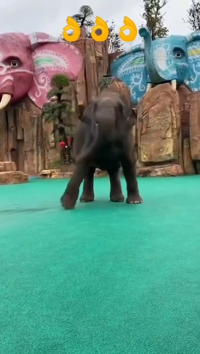 Elephant Dance Video - video Dailymotion