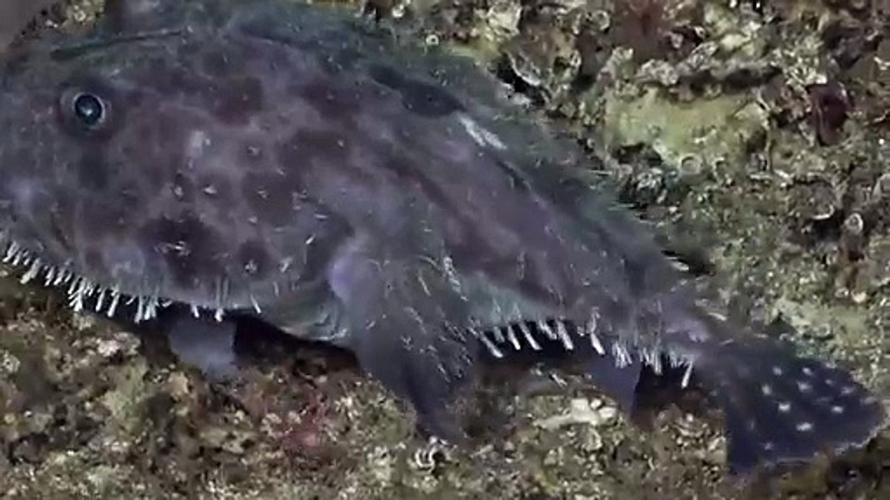 Goosefish - Vídeo Dailymotion