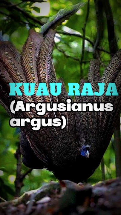 Menolak Punah - Kuau Raja - Video Dailymotion