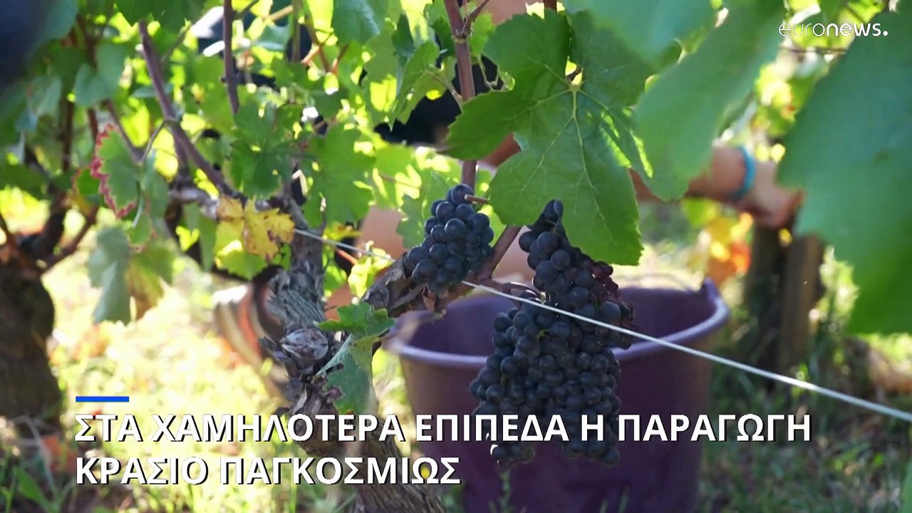 Πτώση στην παγκόσμια παραγωγή κρασιού - video Dailymotion