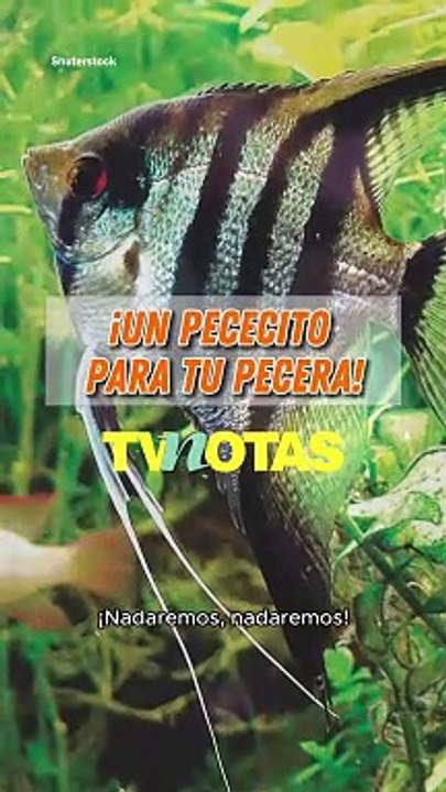 ¡Un pececito para tu pecera! - Vídeo Dailymotion