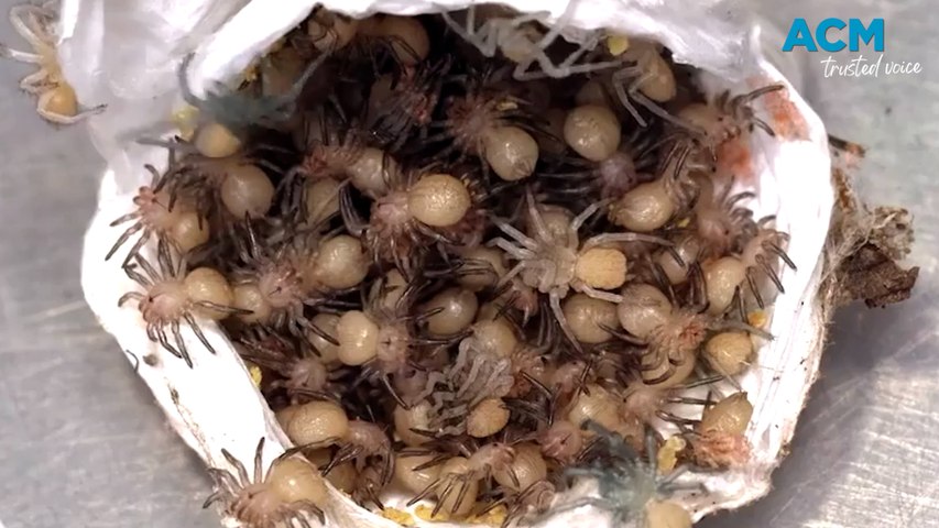 Aussie reptile park captures rare funnel-web spider egg opening | The ...