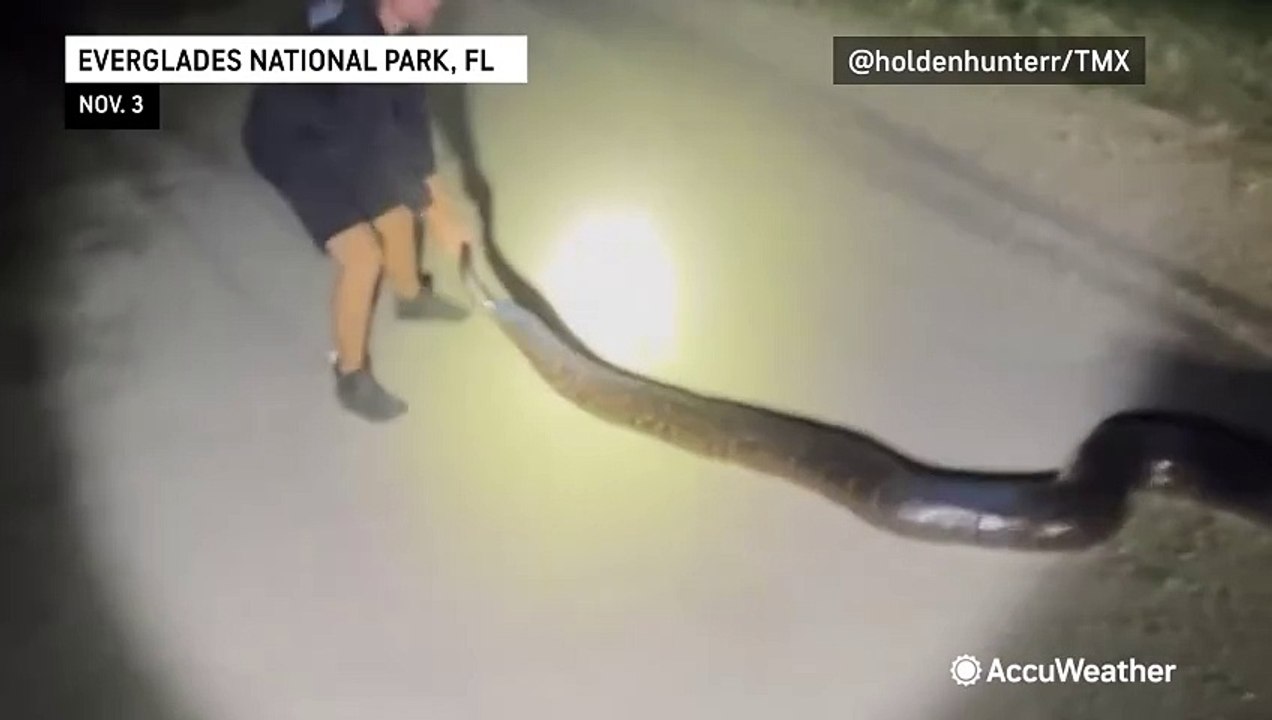 Second biggest python caught in Florida - video Dailymotion