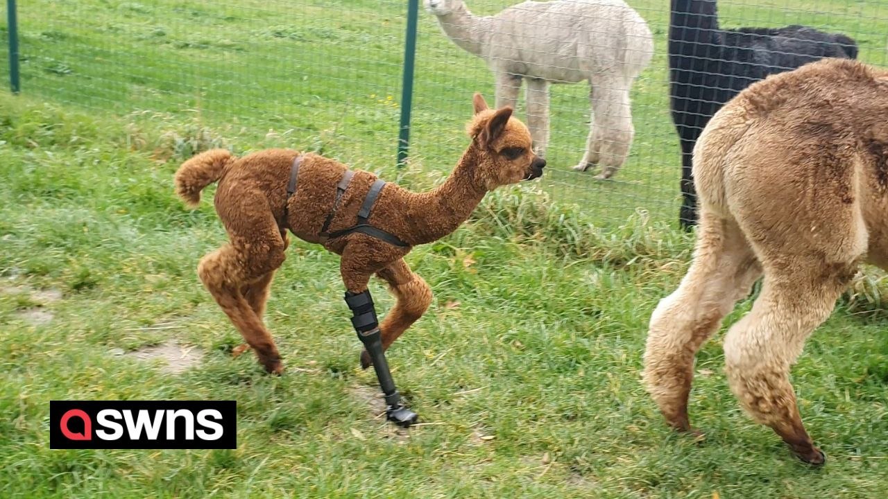 Alpaca foal with amputated leg gets prosthetic limb - video Dailymotion