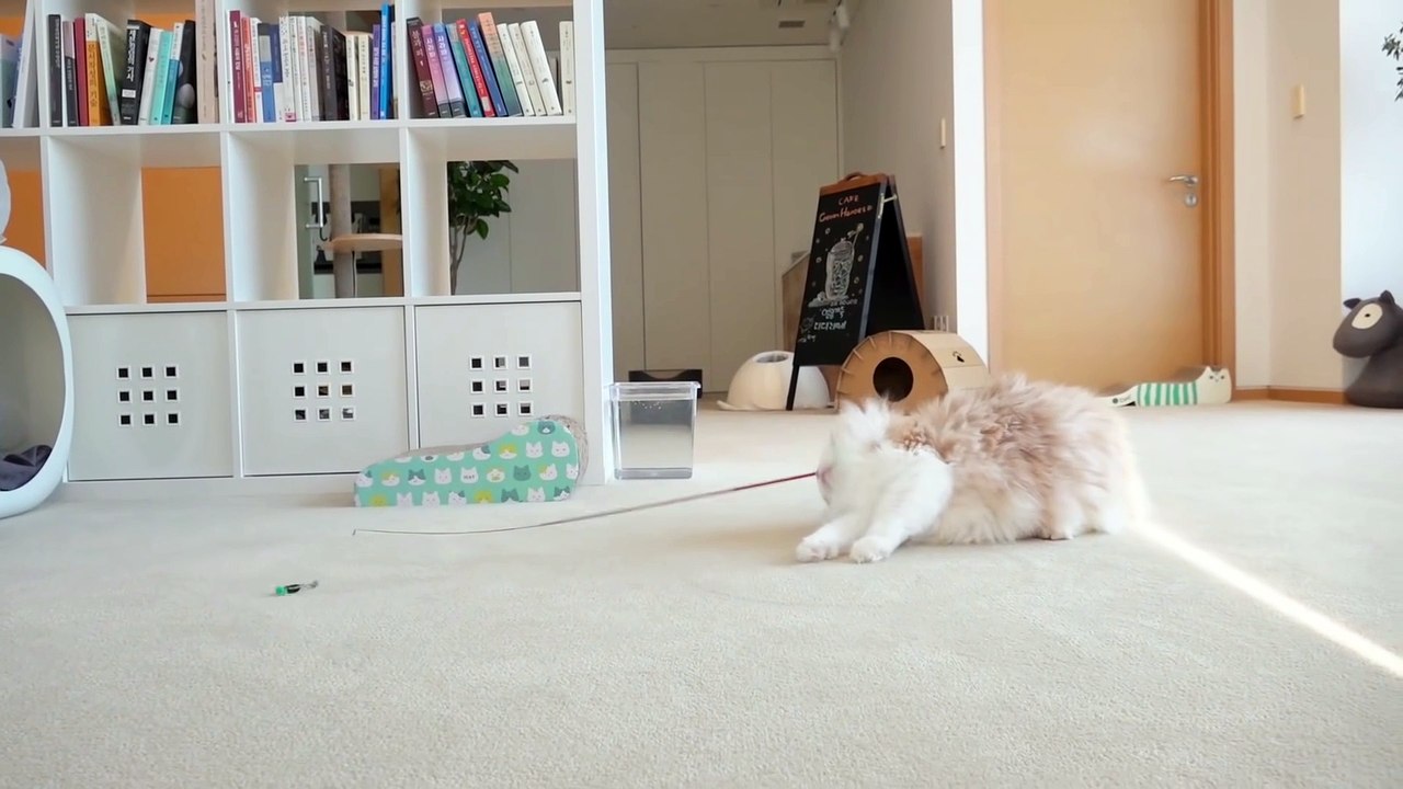 Cats vs Self-Playing | Kittisaurus - video Dailymotion