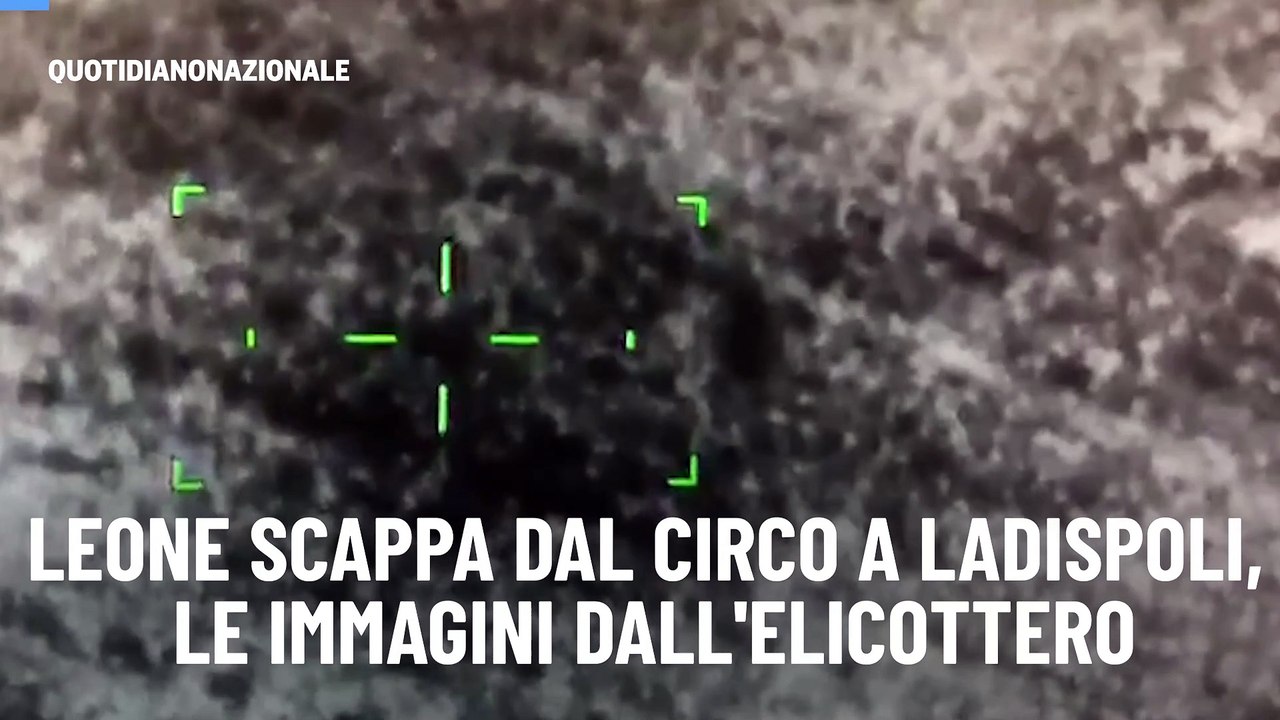 Leone scappa dal circo a Ladispoli, le immagini dall'elicottero - Video Dailymotion