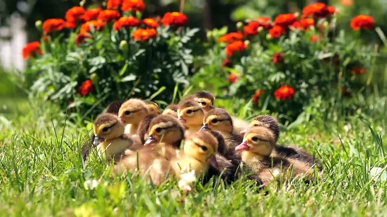 Braised Beef Tails_ How to cook a goat_s tail in a delicious way_Beef ...