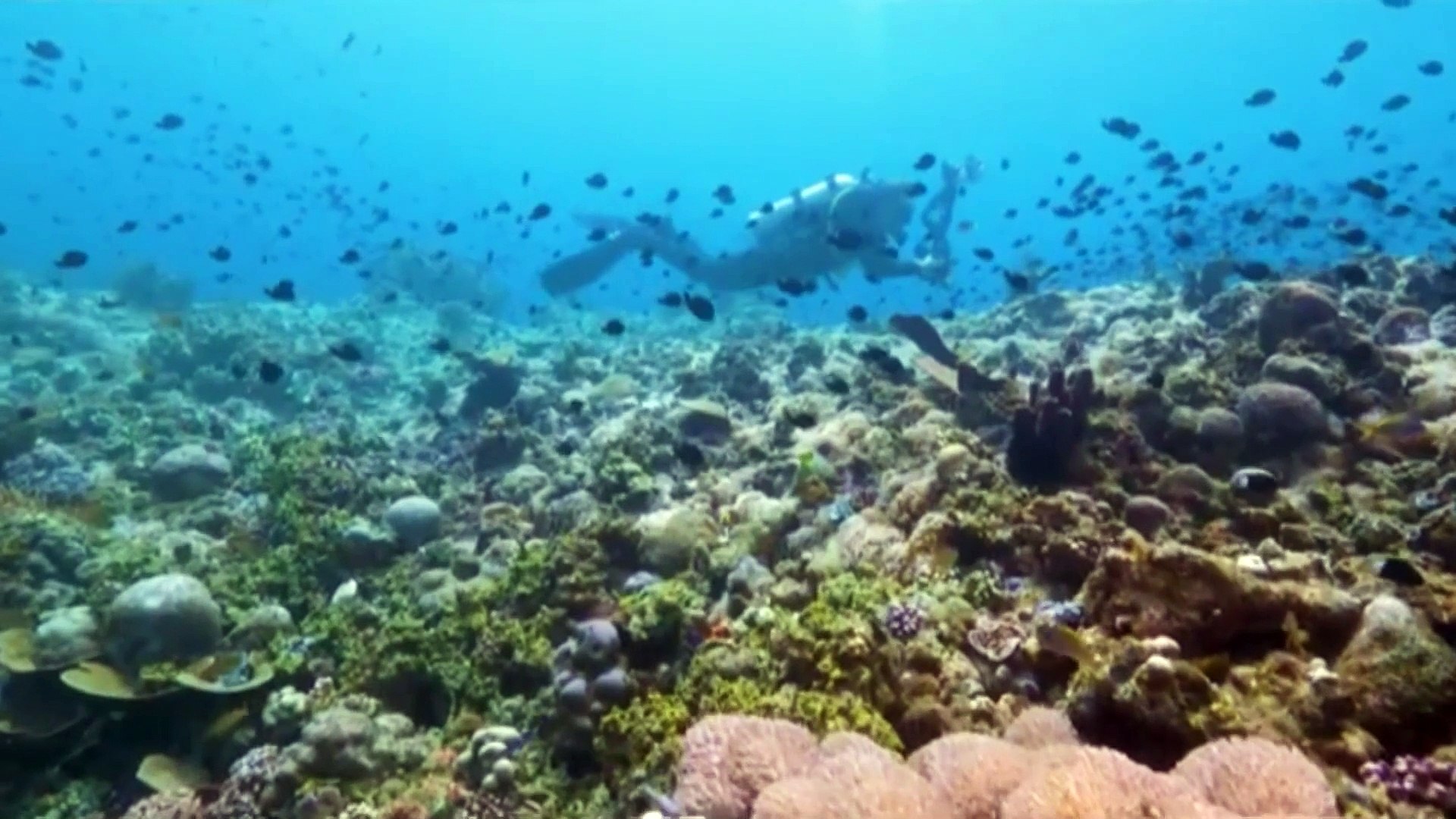 Researchers link delayed blue whale migration to a warming ocean