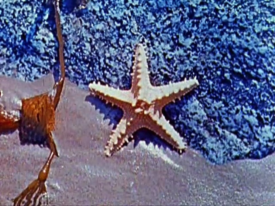 Donald Duck - Donald in Mathmagic Land (1959) - video Dailymotion