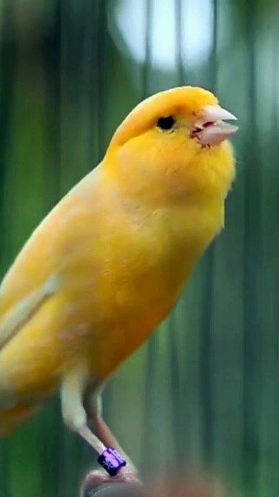 Canary Singing birds sounds at its best - Melodies Canary Bird song #bird #canary #shorts ...