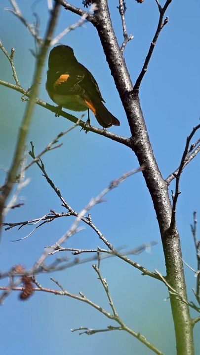 American redstart bird song #shorts - video Dailymotion
