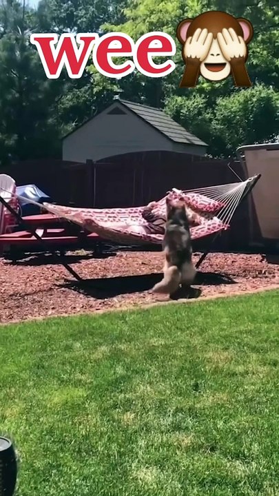 Wee Funny videos - فيديو Dailymotion