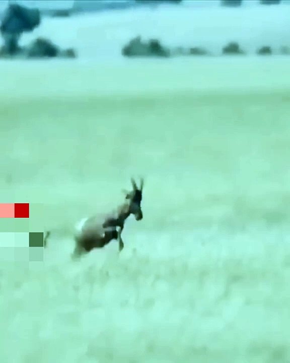 Cheetahs Hunting Energetic Cheetahs Attacking Antelope Cheetahs Speed ...