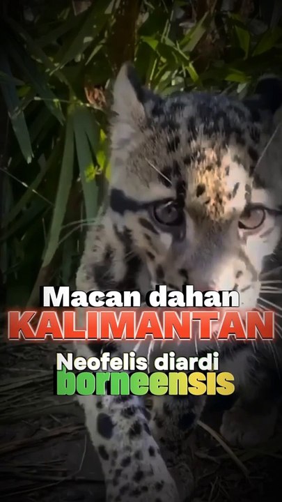 Macan dahan kalimantan (Neofelis diardi borneensis) - Video Dailymotion