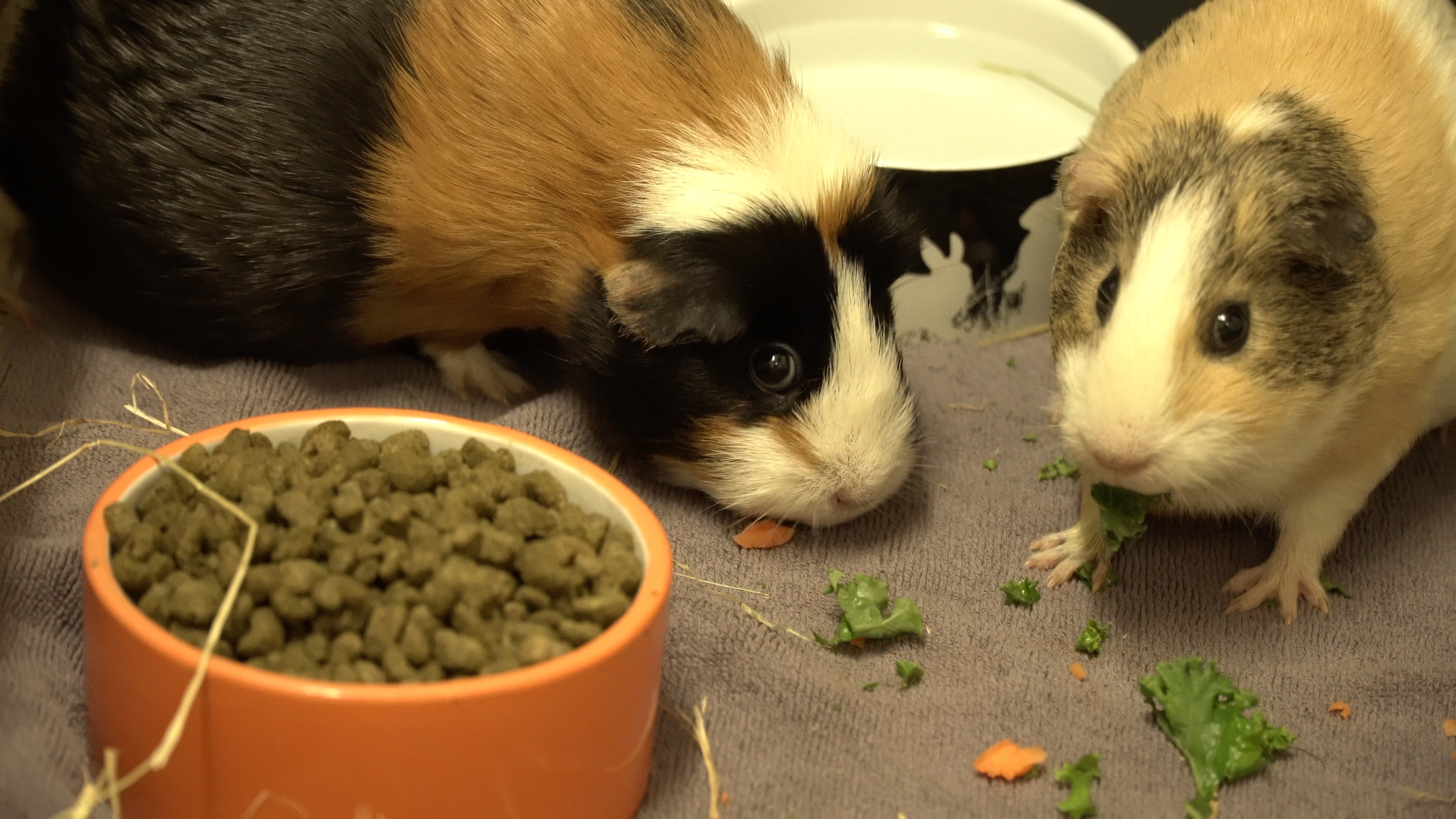 Furry Frenzy as Leybourne RSPCA Flooded with Support for Rescued Guinea ...