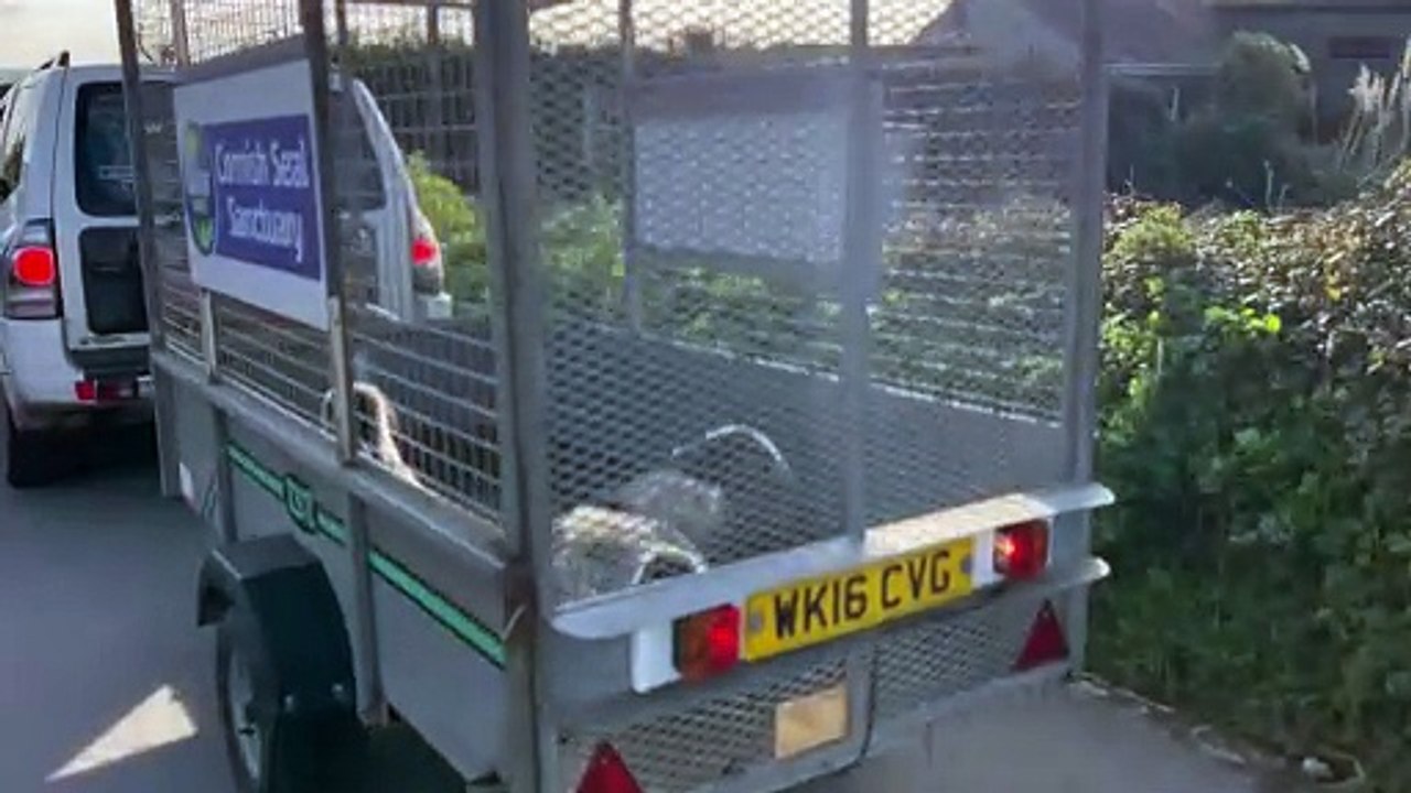 Seal pups Jack Black,Owen Wilson and Judi Dench being released back ...