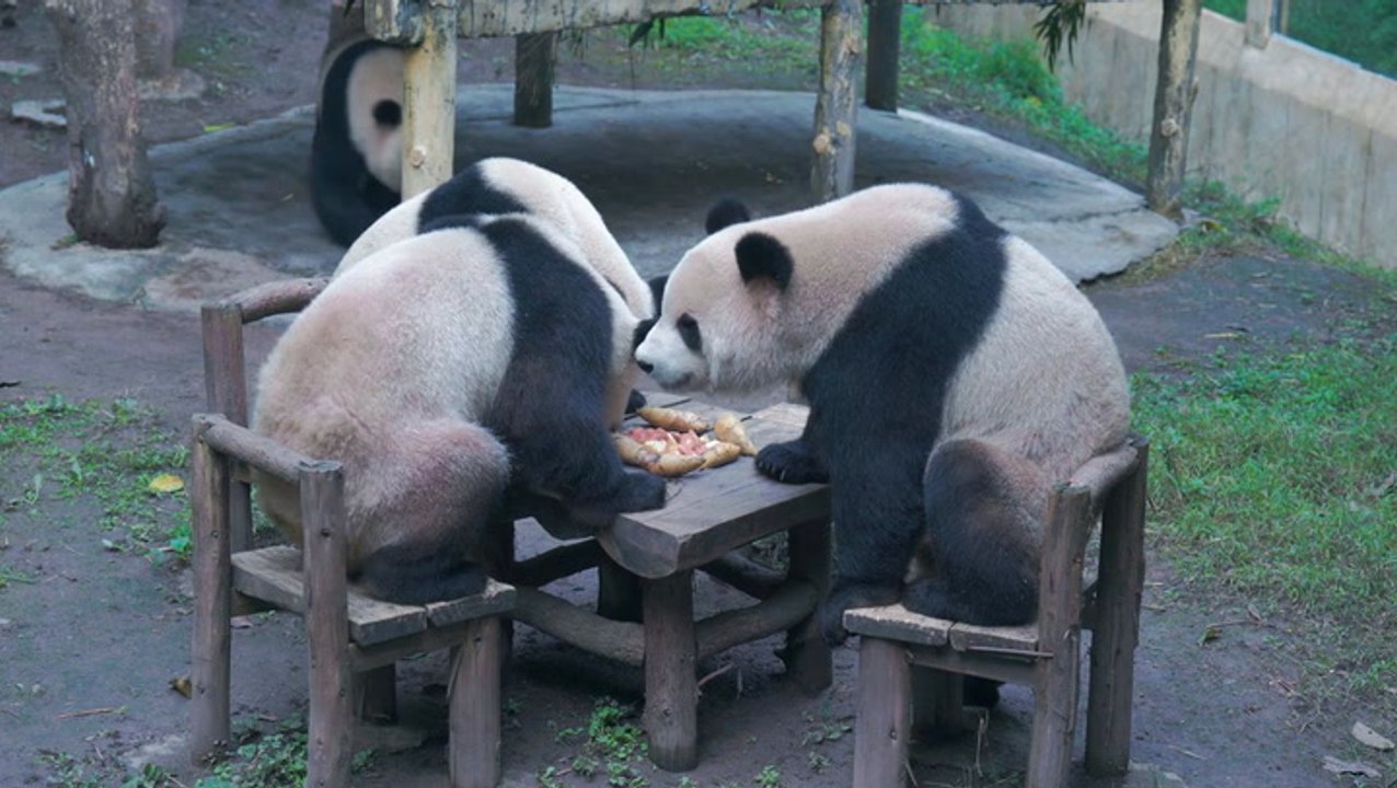 Giant pandas sit like humans around dinner table at Chinese zoo - video ...