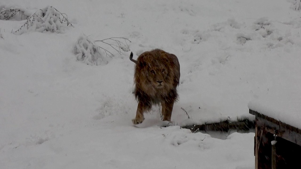 Kosovo’s Snowy Animal Sanctuary Puzzles Lion as Bears Opt for Food Over ...