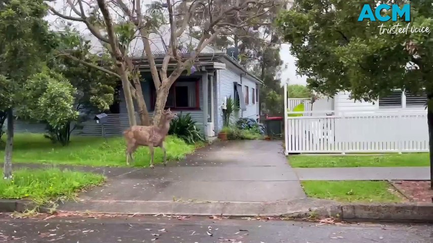 Feral deer spotted in streets of Thirroul | Illawarra Mercury ...
