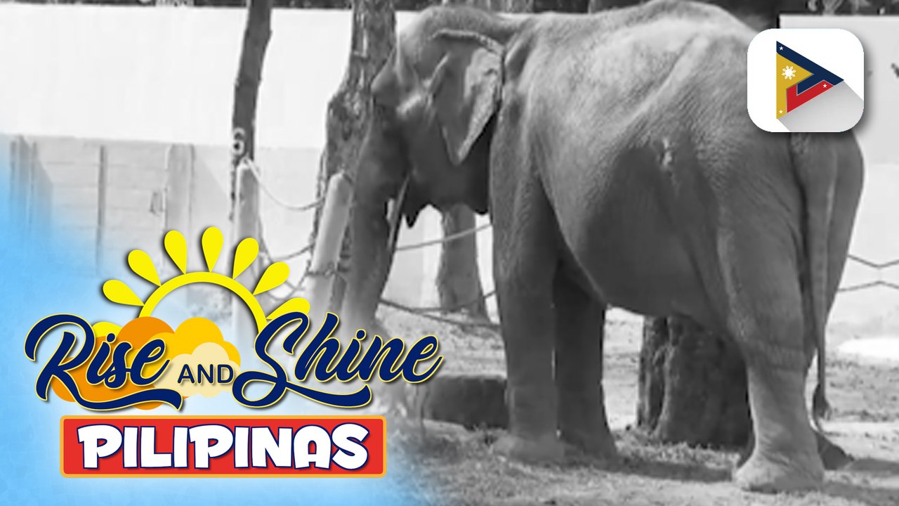 Katawan ng elepanteng si Maali, sinusuri na para malaman ang ikinamatay ...