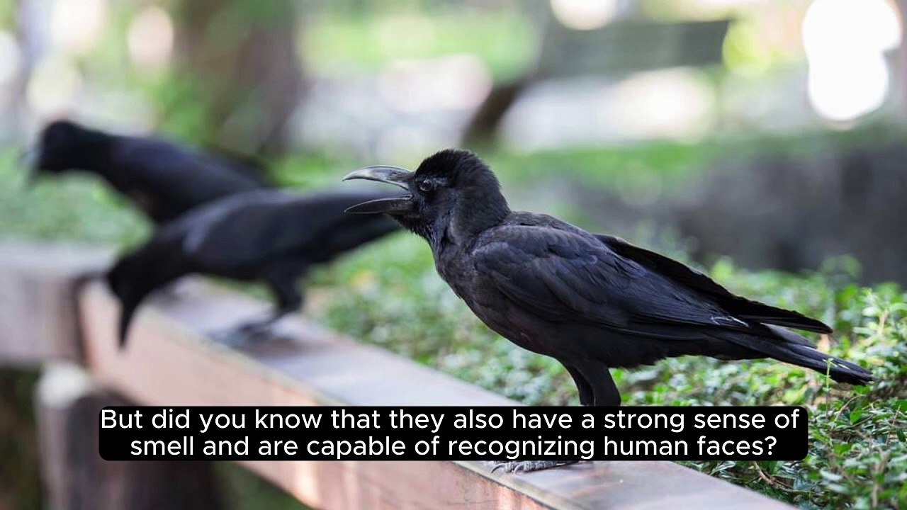 Did You Know - Crows Can Recognize Human Faces #Didyouknow #Dailymotion ...