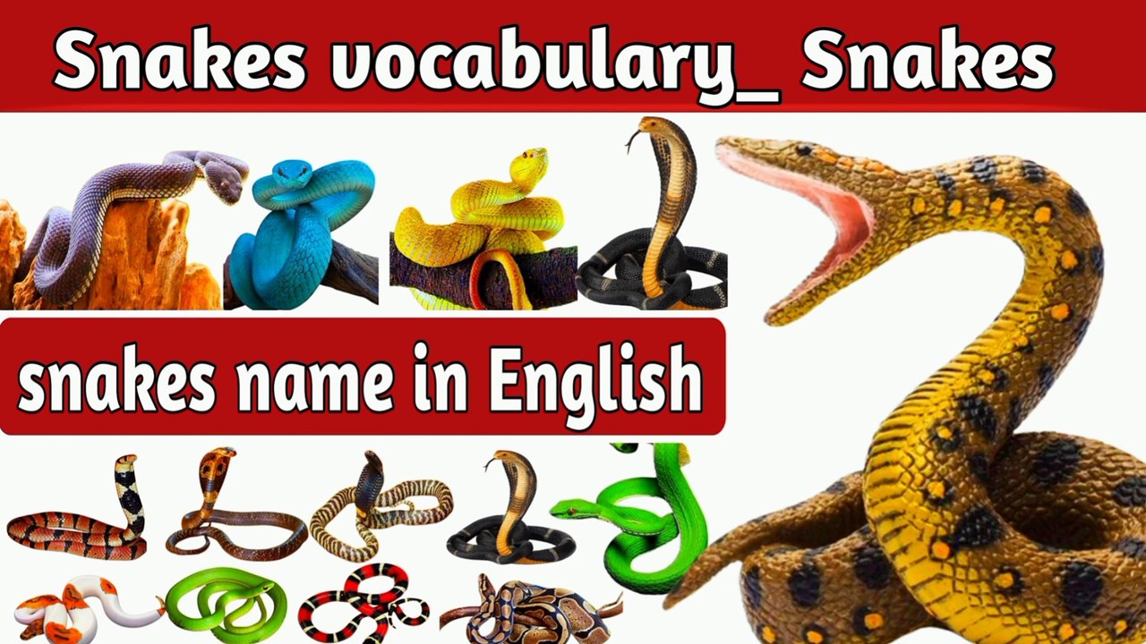 A to z snake names | Snake vocabulary | Snake name in english | snakes ...