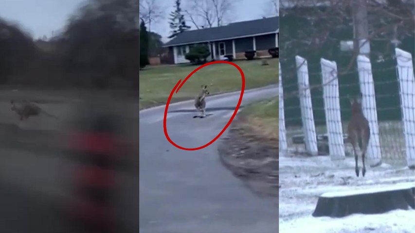 Kangaroo makes a break for it after escaping his Canadian zoo handlers ...